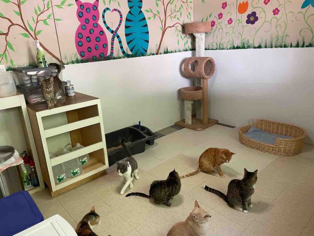 Catty Shack - Freedom Fences