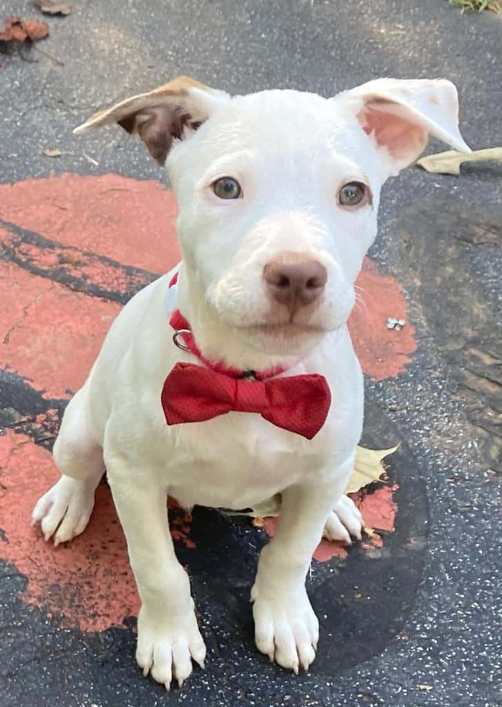 Coyote Jack - Adopted in 2023 for Adoption - Freedom Fences