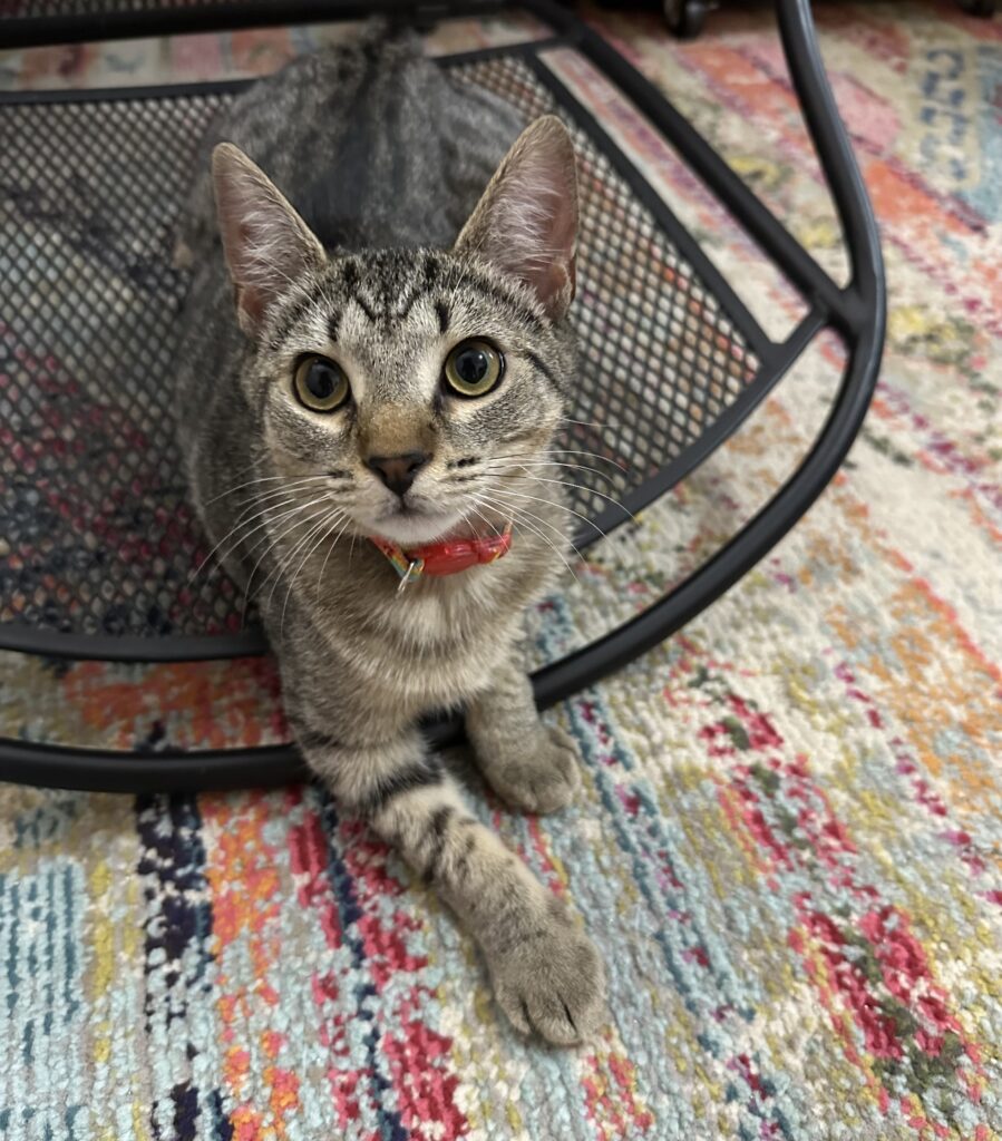 Penny - Cat for Adoption - Freedom Fences